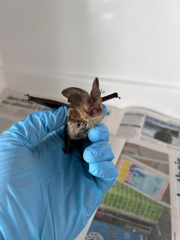 UK Bats Advice Page