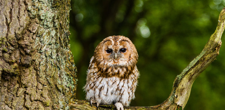 Hedgehog Poop in the UK: An Identification Guide